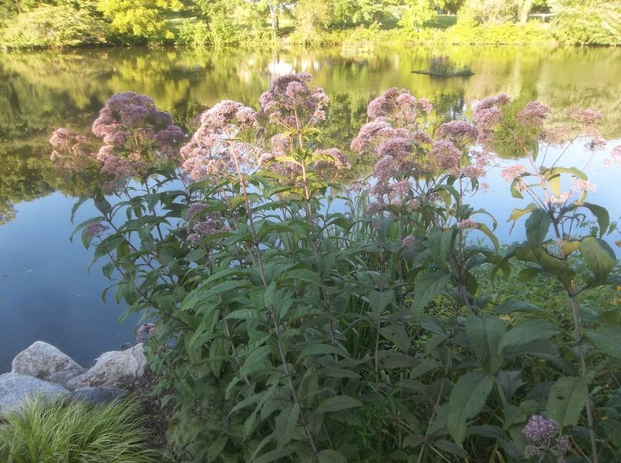 Future Plants by Randy Stewart: Eupatorium