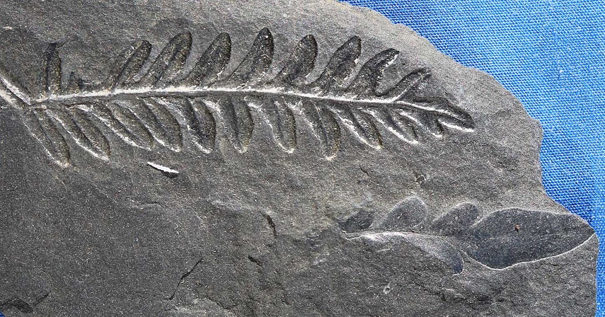 Louisville Fossils and Beyond: Alethopteris and Neuropteris Plant Fossils