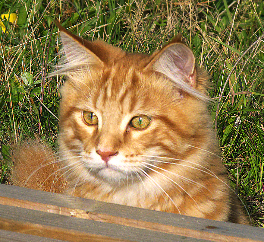 Grib dagen: Citater om katte #22