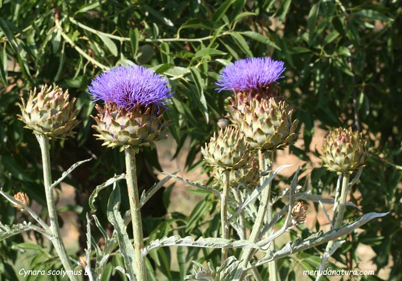 Menuda Natura: Cynara scolymus L.