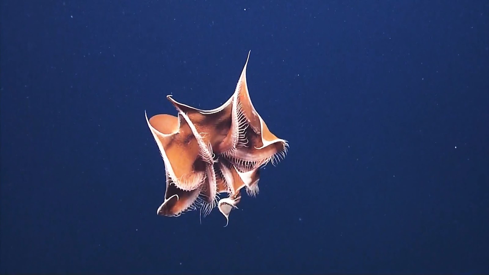 Real Monstrosities: Bright and Beautiful. And Spiky.