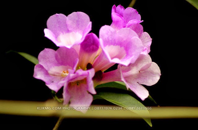 fotografer: BUNGA TEROMPET PUTIH UNGU