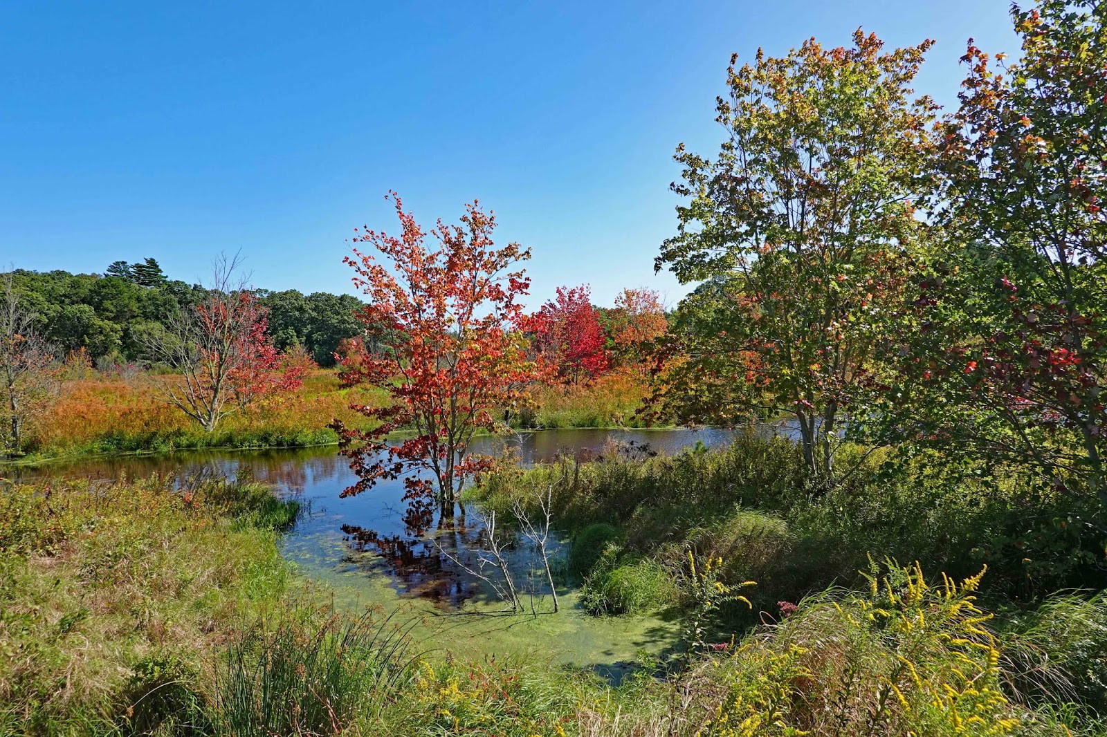 Joe's Retirement Blog: Tidmarsh Wildlife Sanctuary, Mass Audubon ...
