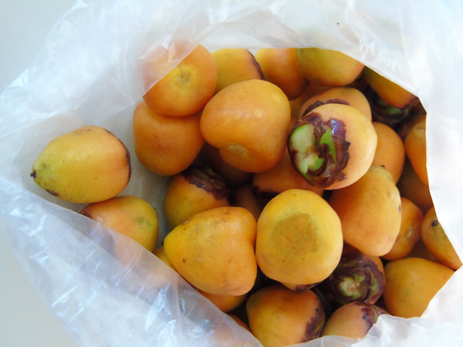 Butiá (Butia spp.) | A planta da vez