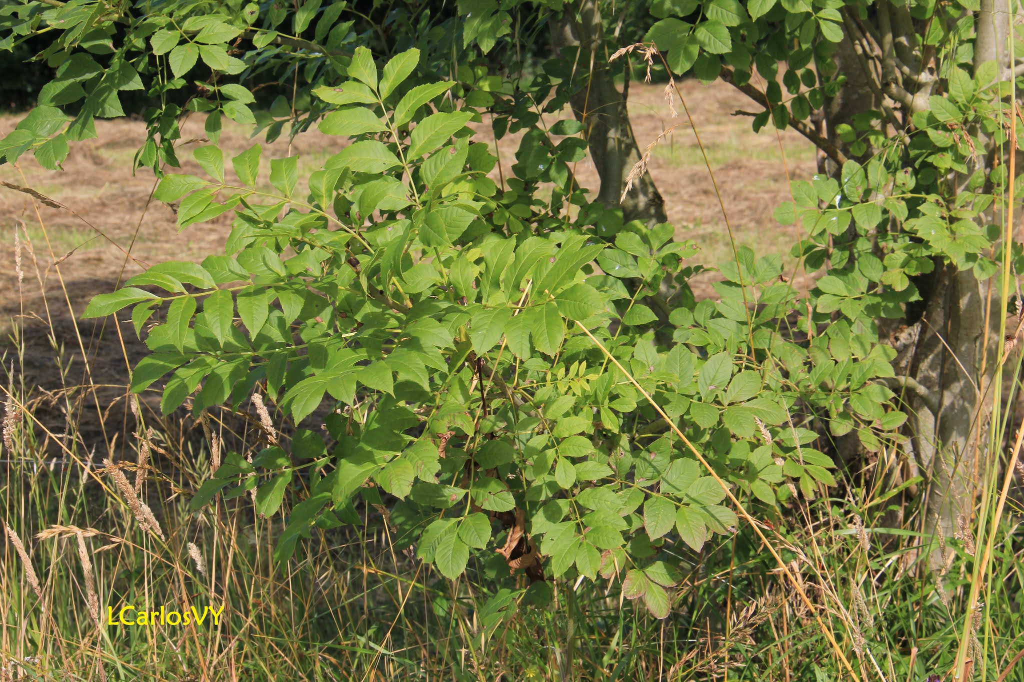Arboles y arbustos silvestres de Asturias: Fresno común, fresnu ...