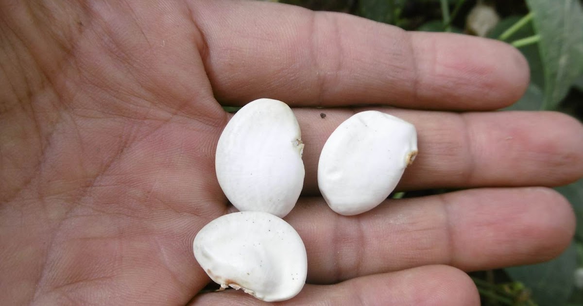 ALTERNATIVA ECOLÓGICA: CULTIVO DE PALLAR