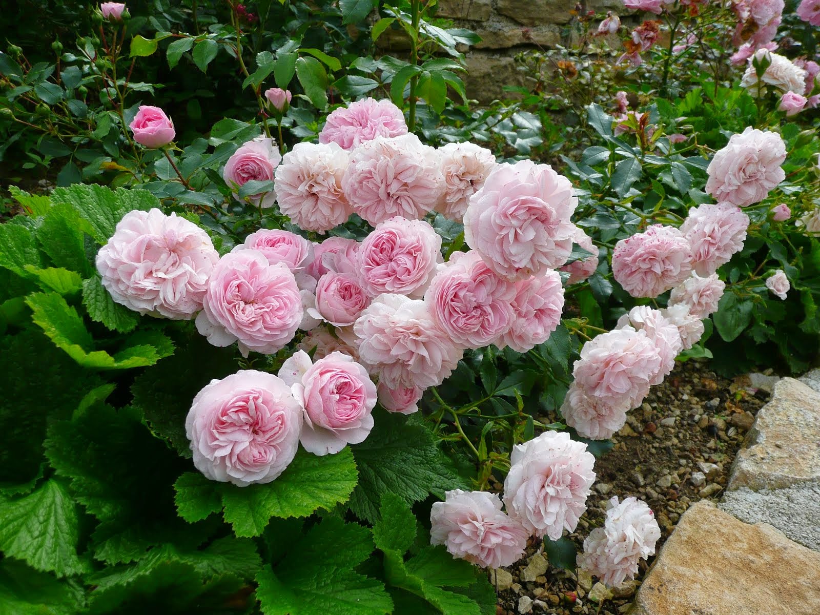 Les roses du jardin secret: Larissa. Kordes.