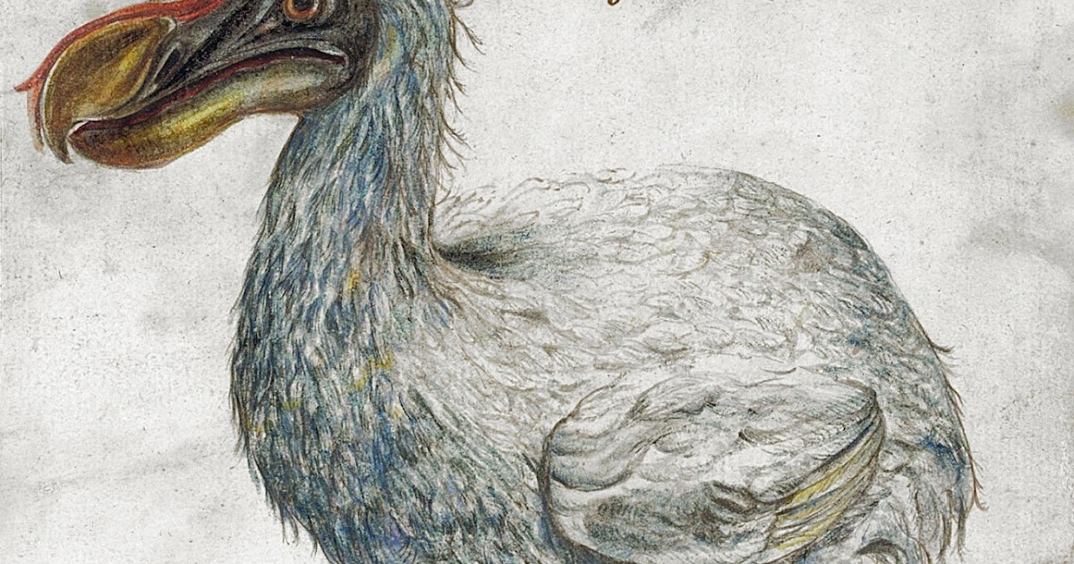 ShukerNature: THE STUFFED DODO THAT WAS A NO-NO!
