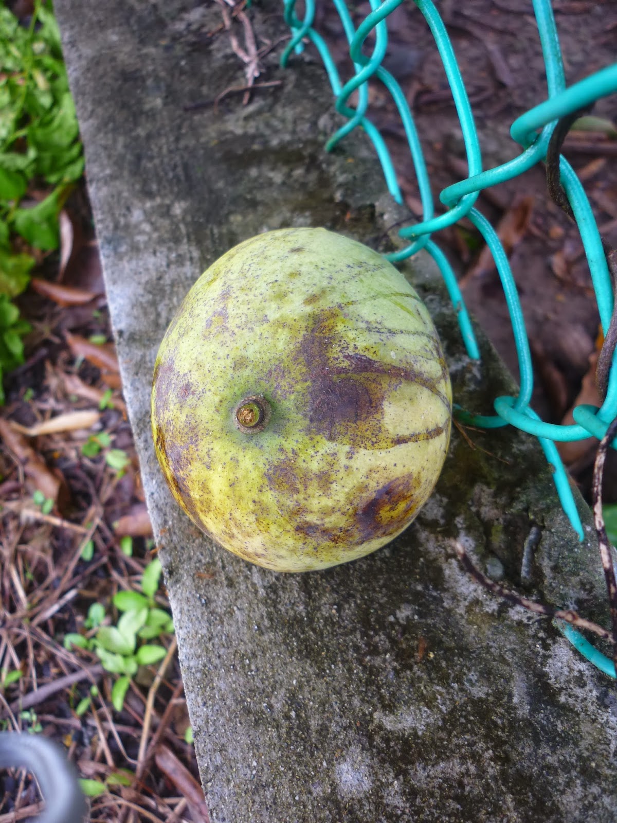 Disini dalam lingkaran ini: Buah mangga masak ranum, bukan milik ku.