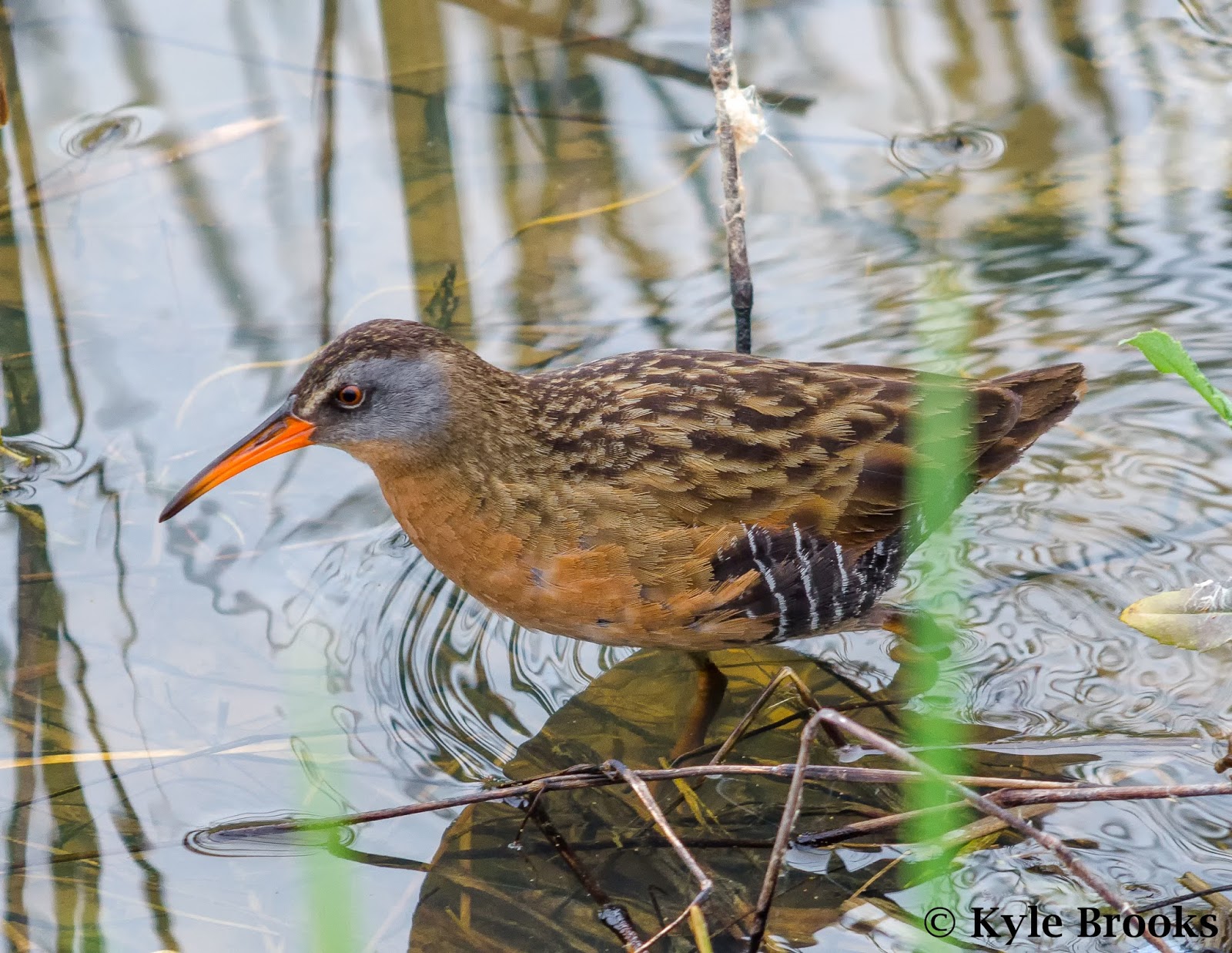 On the Subject of Nature: The Virginia Rail