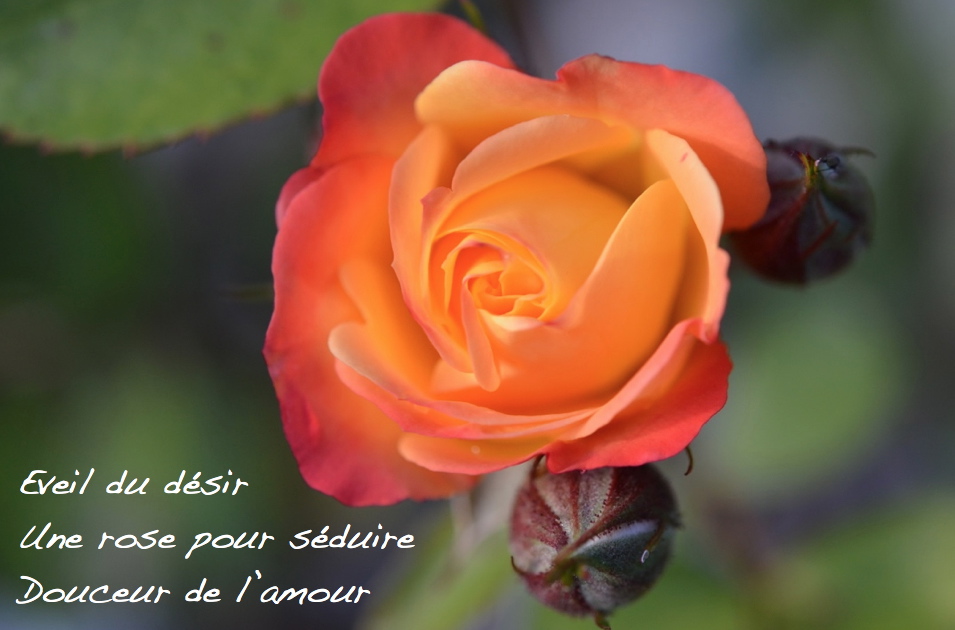 Haïku 17 : Haïku de la rose (part 1)