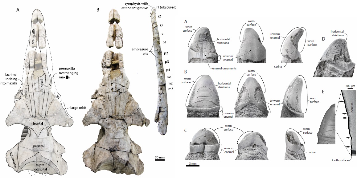 The Coastal Paleontologist: The last decade of Marine vertebrate ...