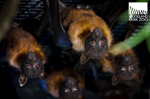Get batty: Bat cam now streaming live