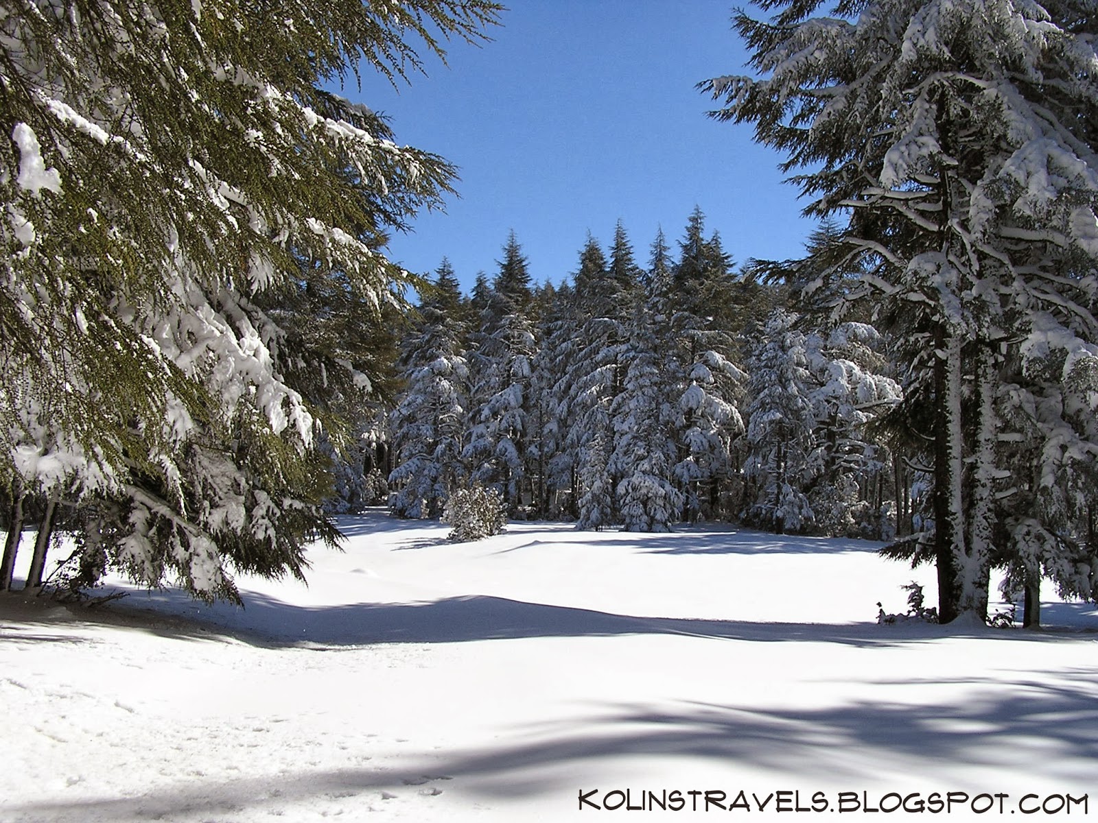 Kolin's Travels: Living in Moroccan Paradise: Ifrane National Park