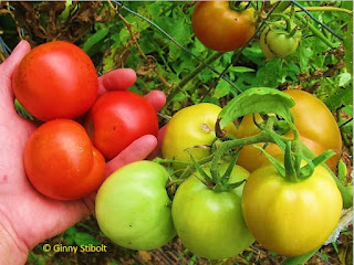 Green Gardening Matters: The history of tomatoes as a crop and growing ...