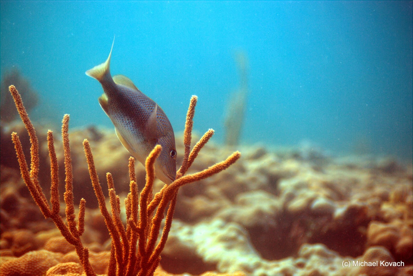 Cordova Dive Blog: A Solo Dive on the Big Coral Knoll and a second solo ...