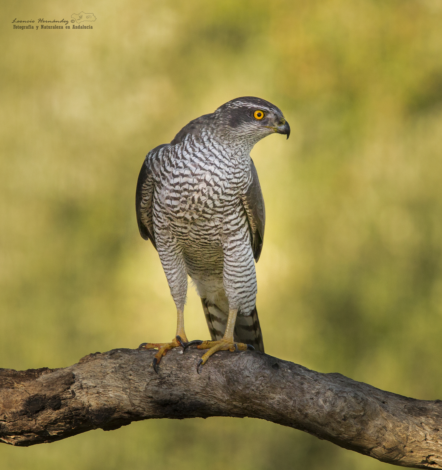 FOTOGRAFÍA Y NATURALEZA EN ANDALUCÍA: Azor común (Accipiter gentilis)