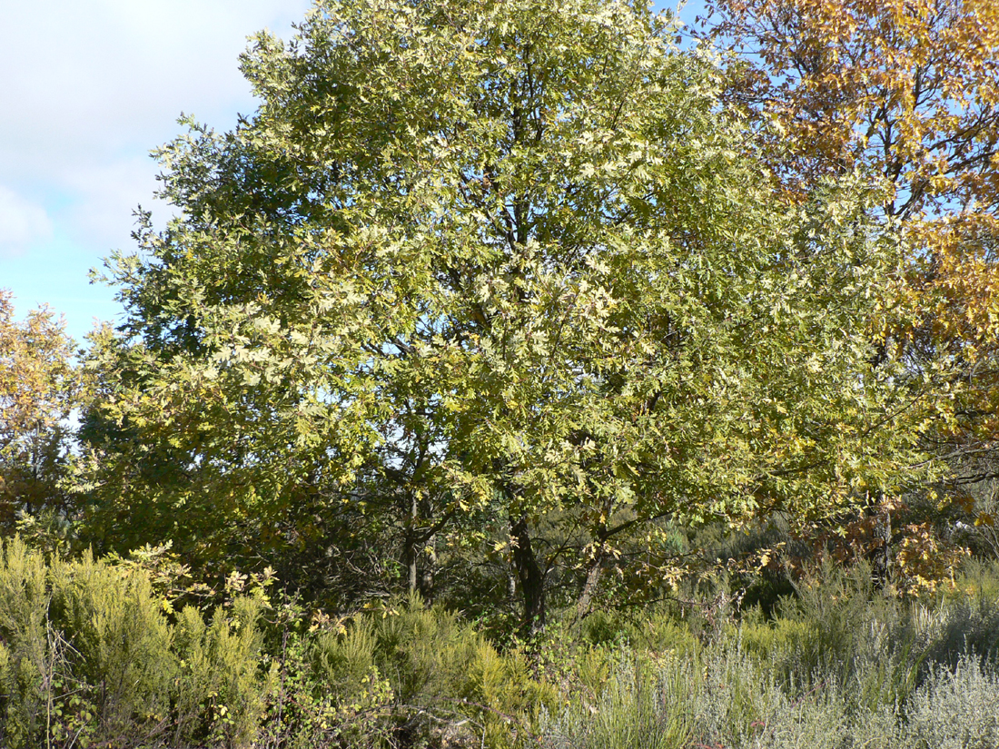 Á R B O L E S (T R E E S) y P A L M E R A S (P A L M S): Quercus ...