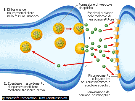 Science For Passion: Test d'ingresso a medicina: le domande di biologia ...