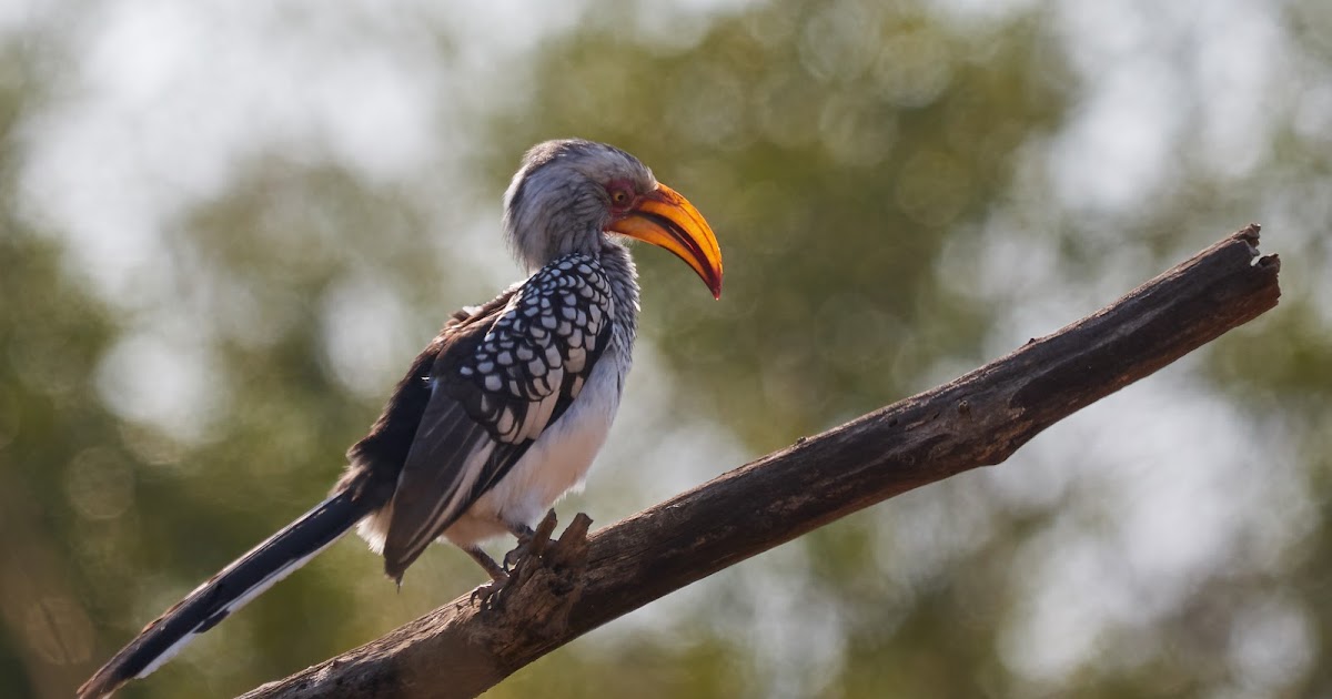 Red-Billed Hornbill