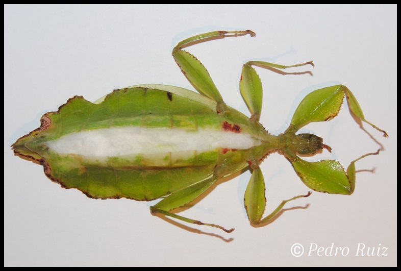 fasmidos.net: Insectos disecados y método de disección