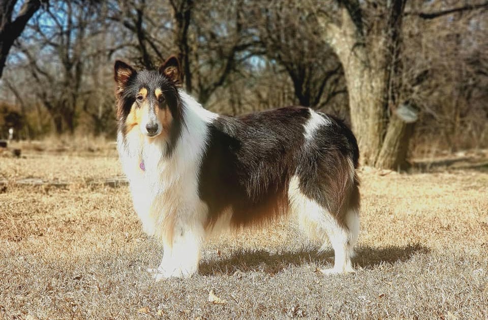 Prairie Creek's Collies: Our Girls