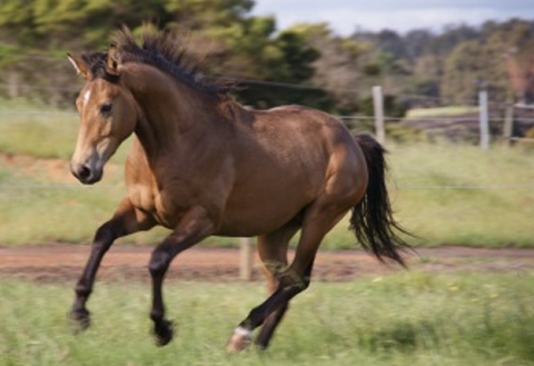 Horse Life and Love: The Waler