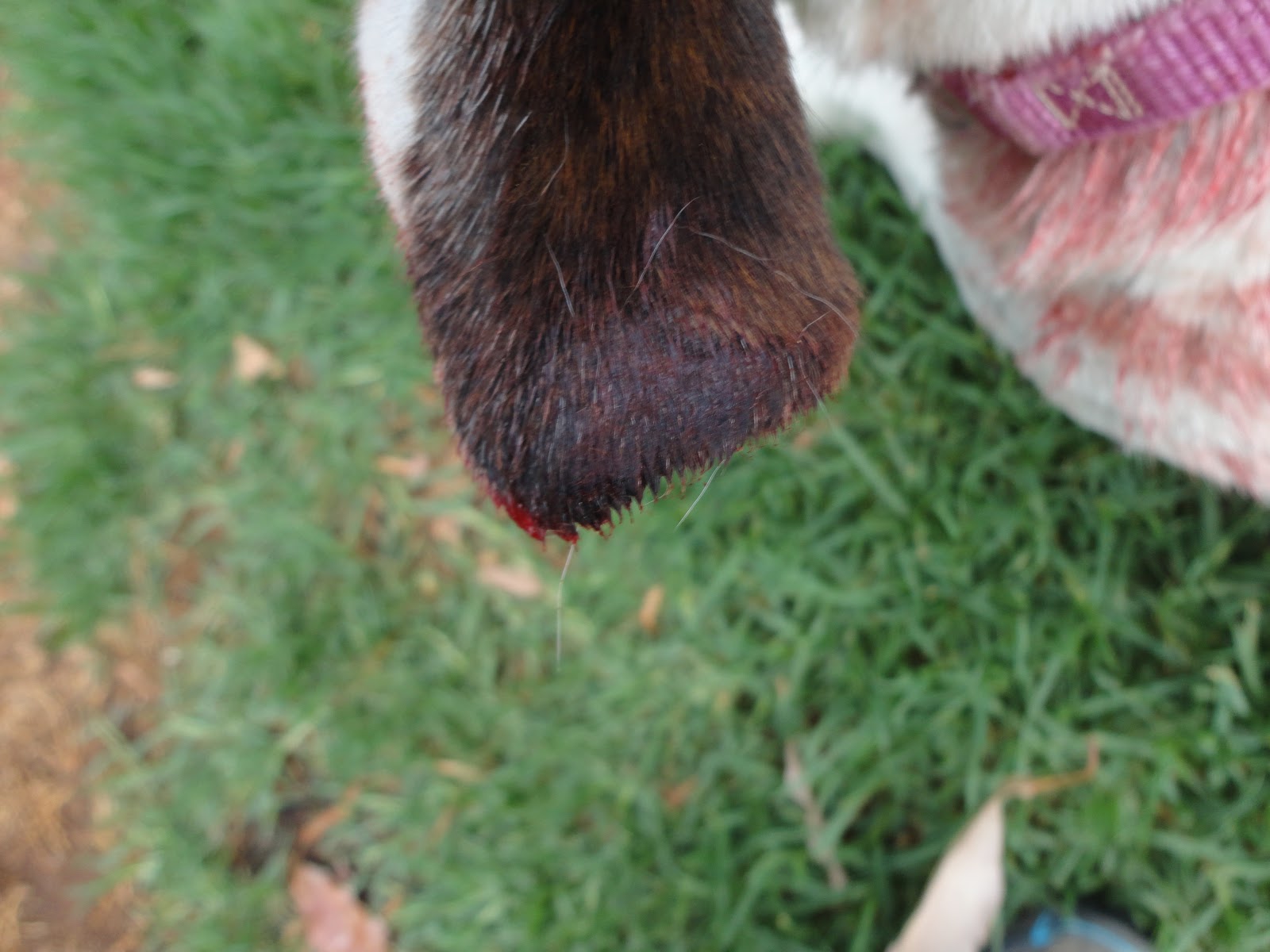 Downunder Daisy: Boo boo ear