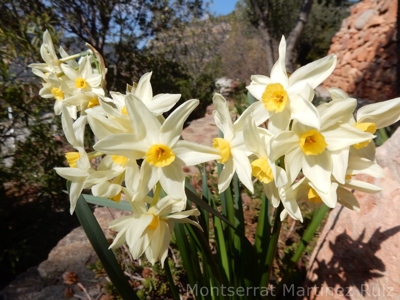 NARCISOS blancos y perfumados - BOTÀNIC SERRAT