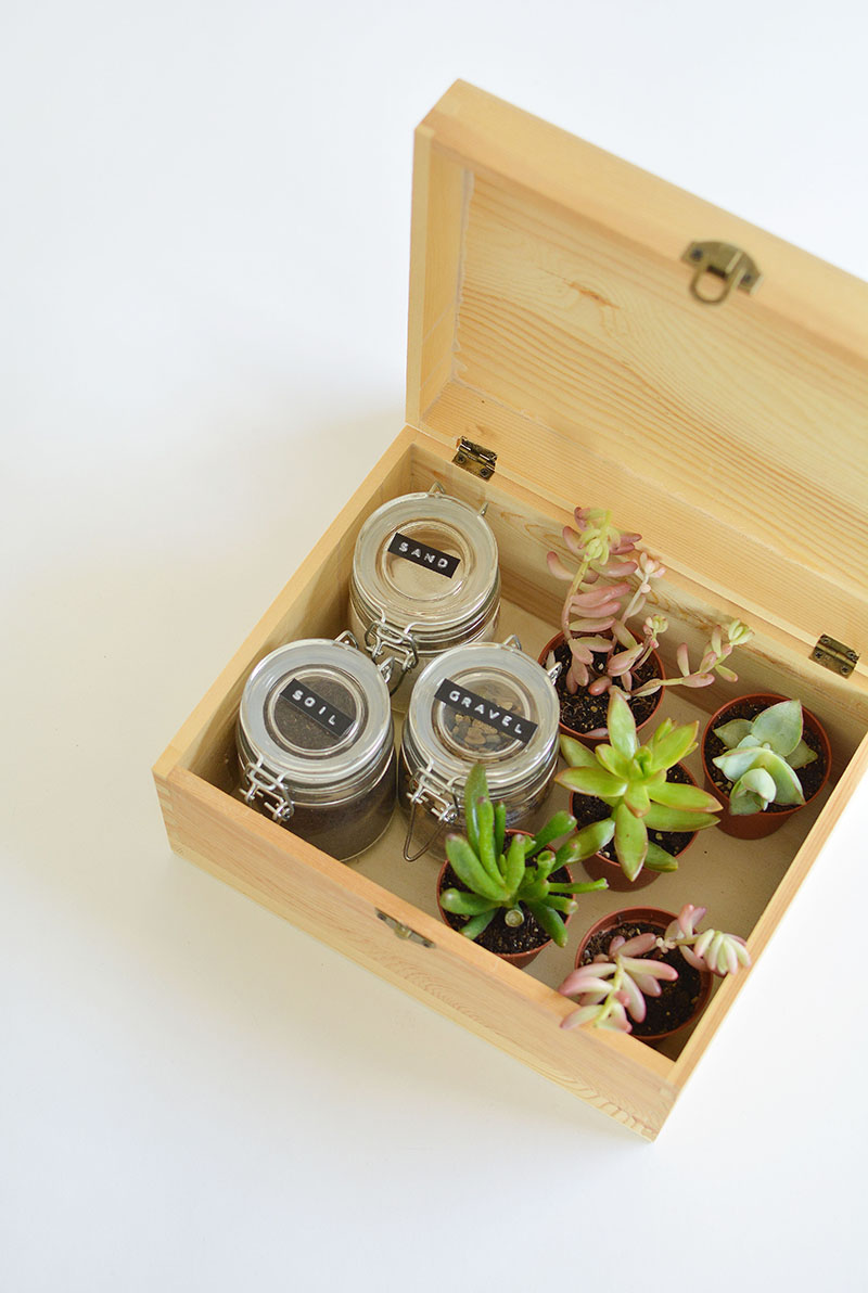 DIY succulent gift box — Caroline Burke | Burkatron