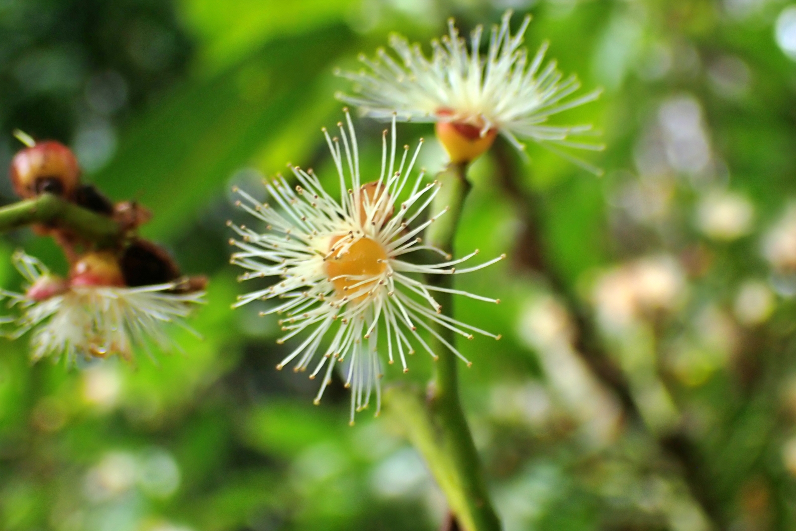 Cleistocalyx operculatus (Roxb.) Merr. et Perry 水翁