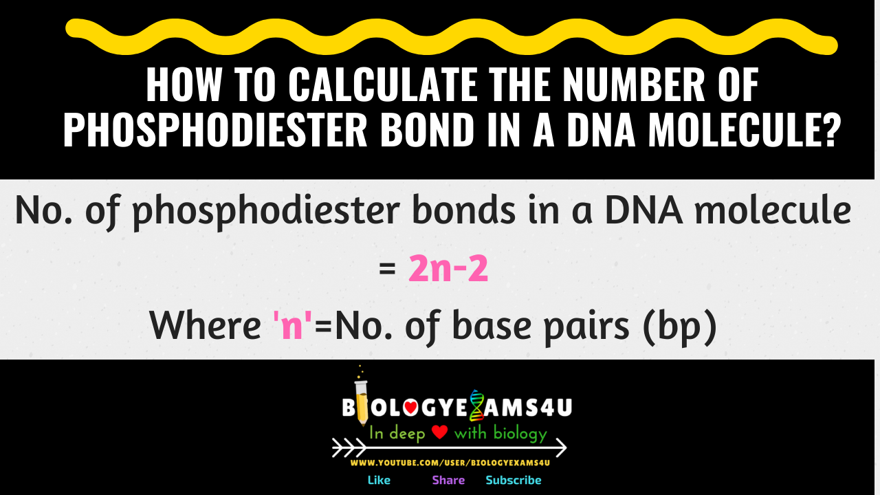 Simple Formula to Calculate the number of phosphodiester bond in a DNA ...