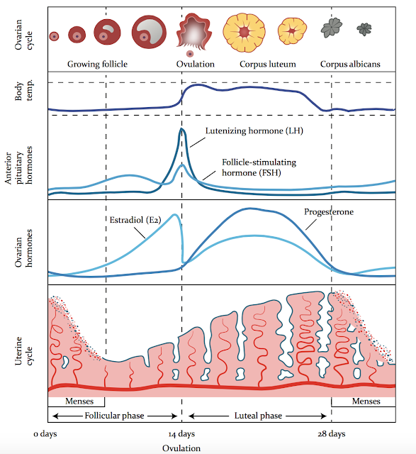 Menstrual Cycle Menstrual Cycle