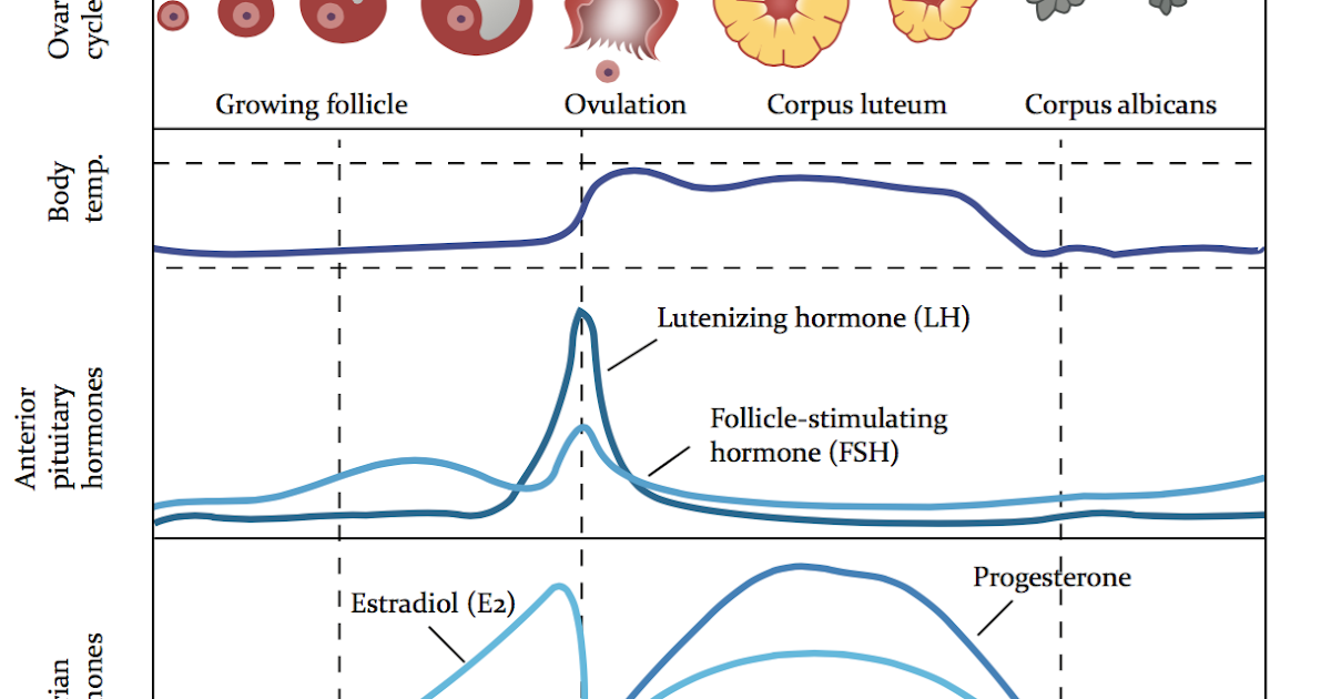 Menstrual Cycle