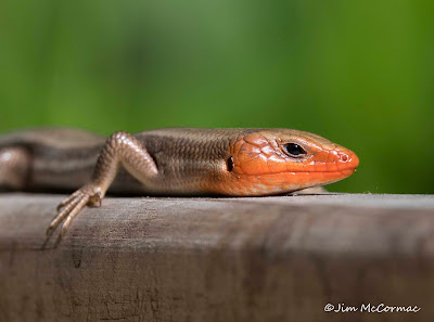 Ohio Birds and Biodiversity: Five-lined skink