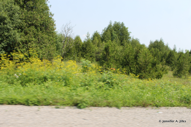 Reflections From Crumbly Acres Wild Parsnip In The Ottawa Valley