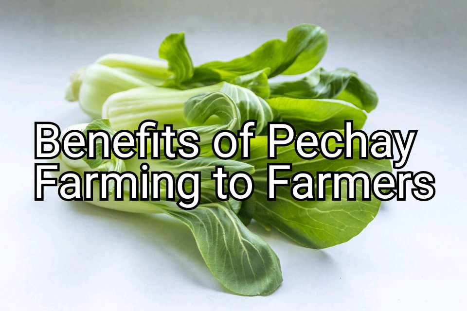 Benefits of Pechay Farming to Farmers - Cool Pechay
