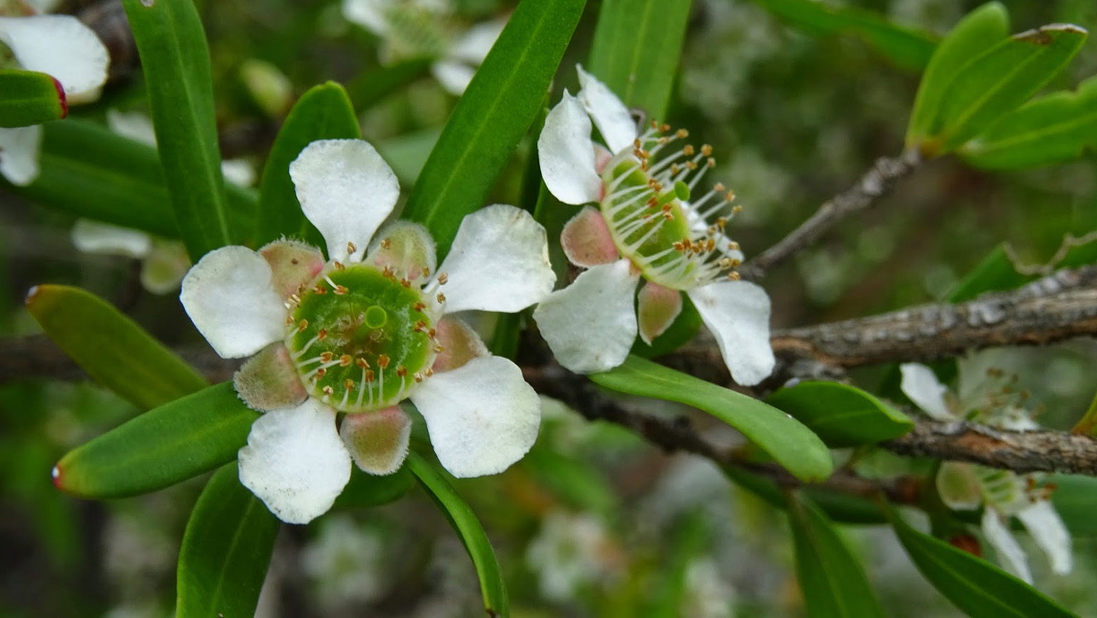 NixPixMix: LEMON-SCENTED TEA TREE