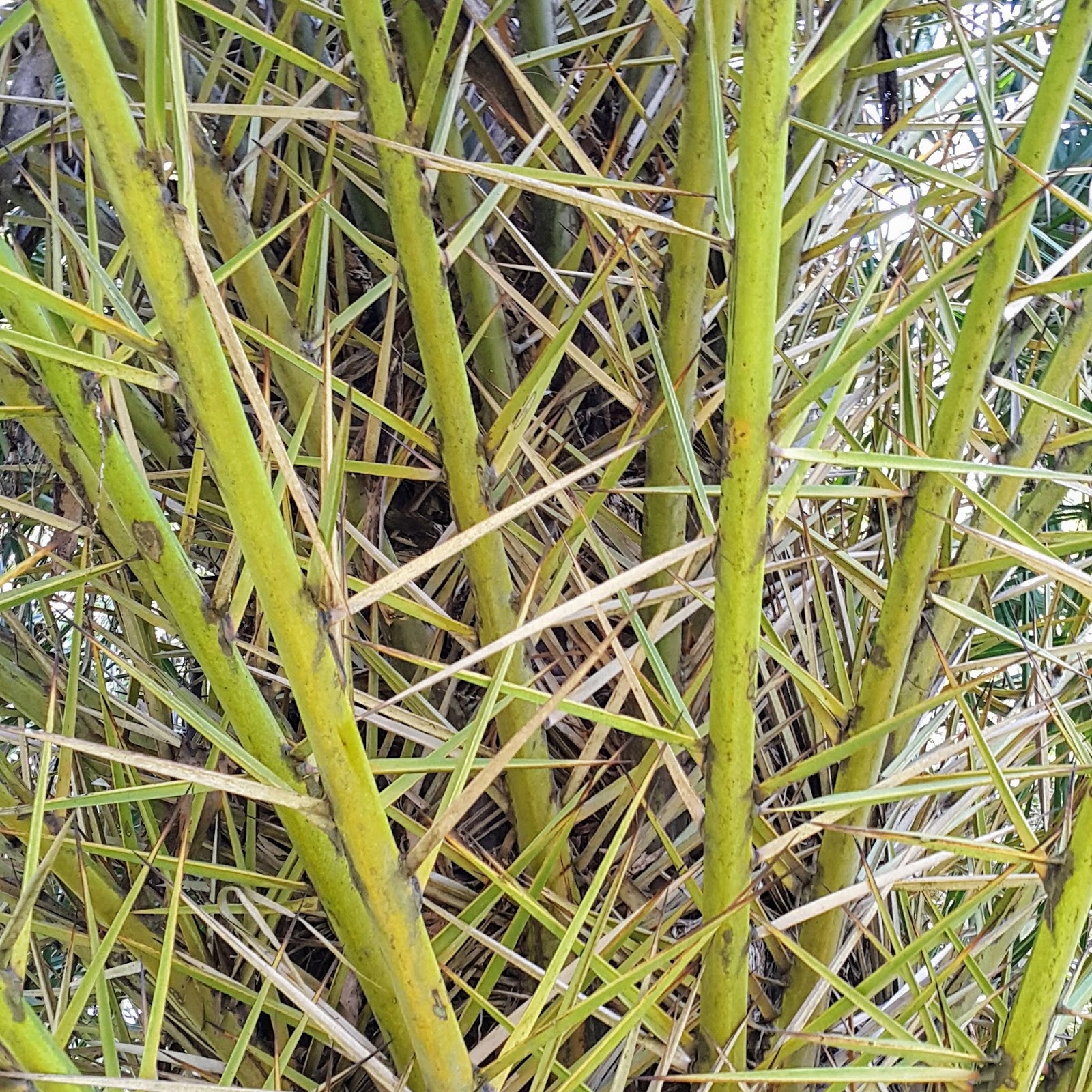 "Verdade//aspas" : 👪 Arecaceae (Phoenix reclinata)