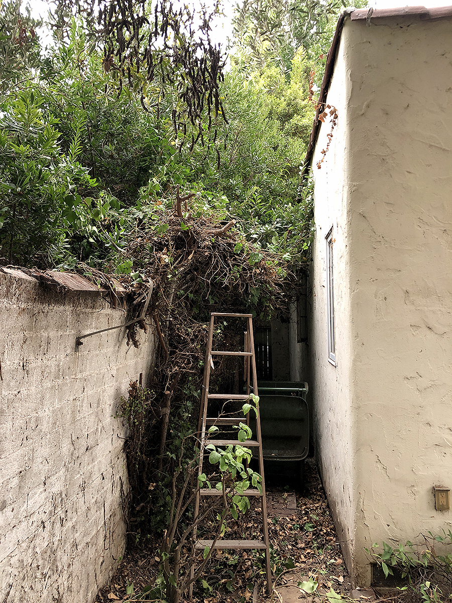 carchaeology: Trimming the overgrown bushes & vines on the side of the ...