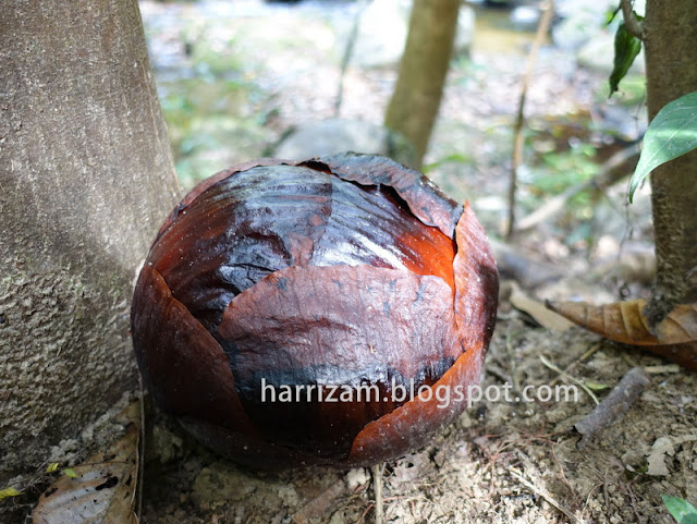 myretina 2.0: Royal Belum - Tasik Temenggor : Santuari Kelah dan Bunga ...