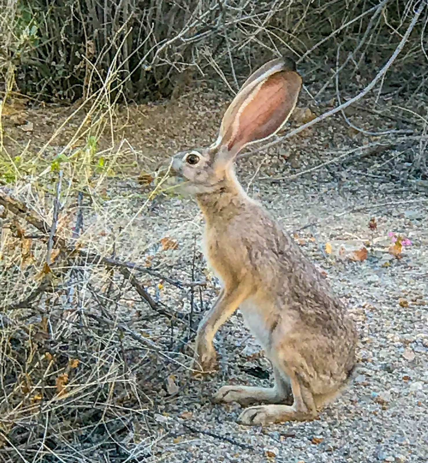 Cannundrums: Black-Tailed Jackrabbit