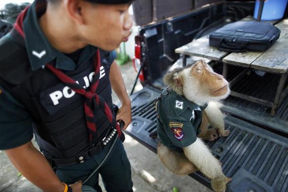 Animals I Admire: Police monkey with friend