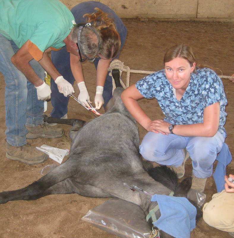 Living My Dream- Becoming A Vet: Volunteering for RVETS - Life Lessons