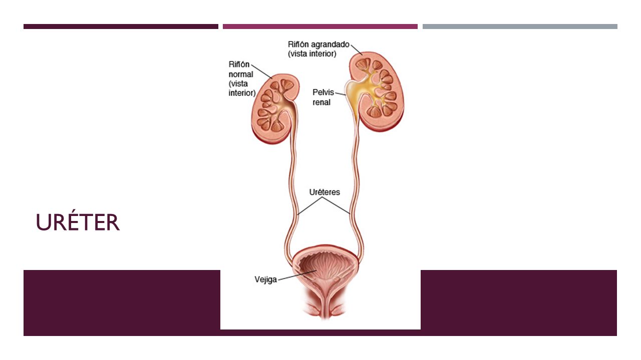 ureteres - wood scribd braxin