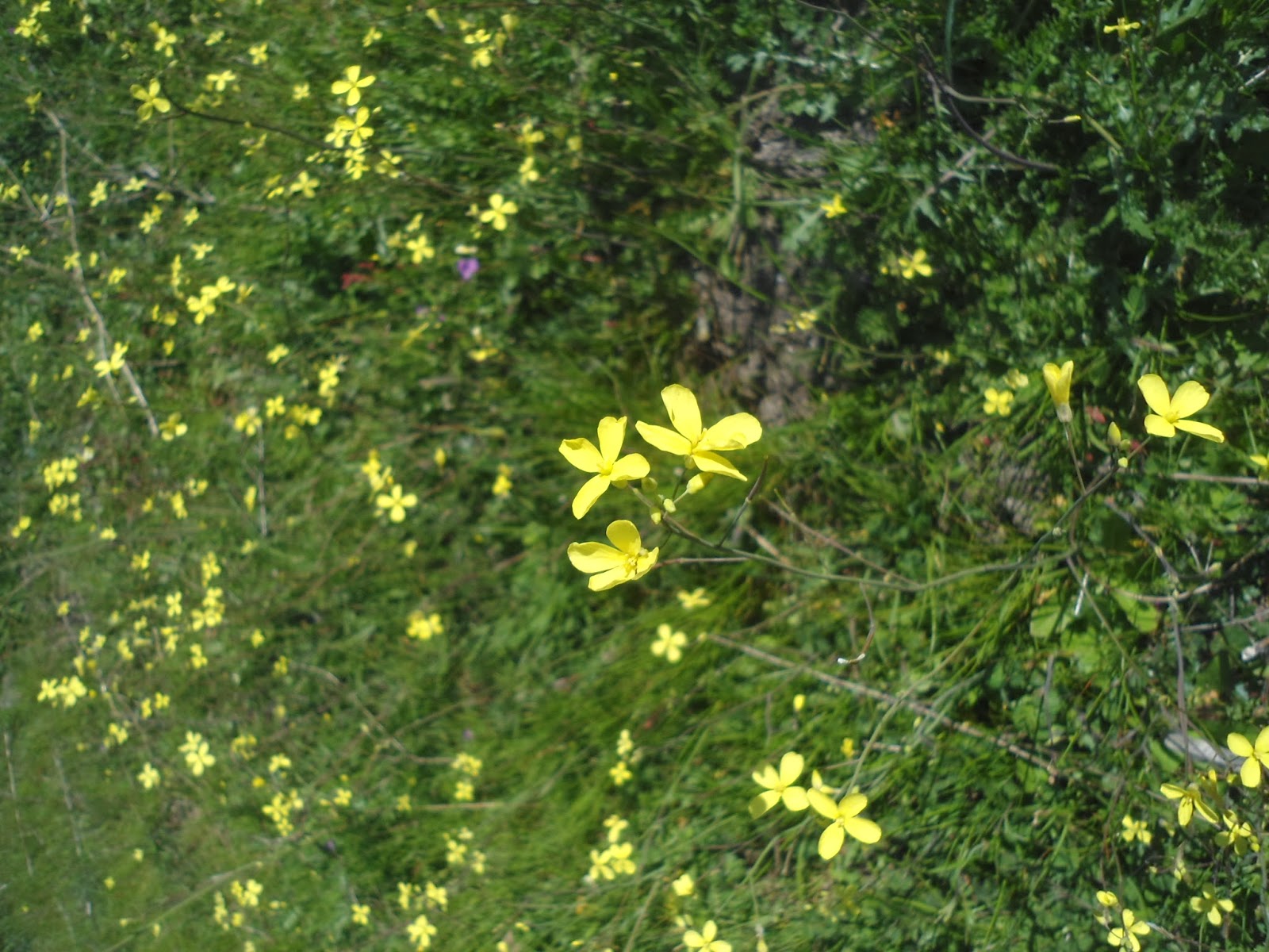 Jaramago o Rabaniza amarilla