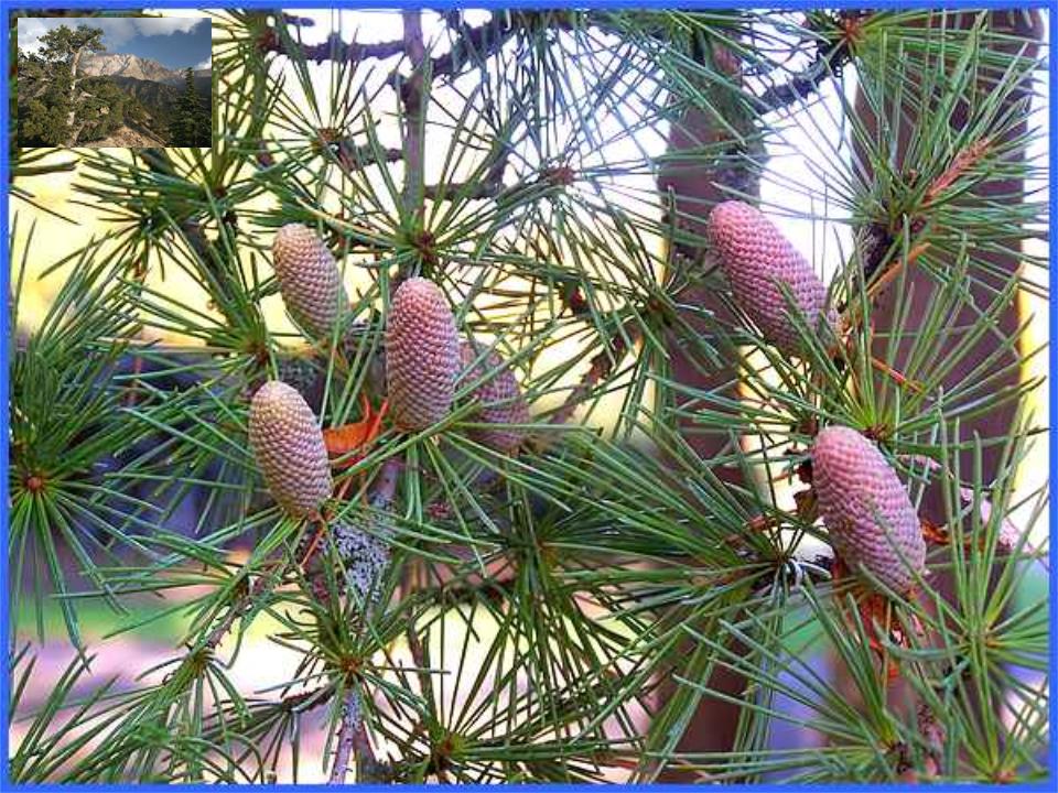 Spreebird wildlife: Cedrus deodara (Deodar Cedar) National Tree of Pakistan