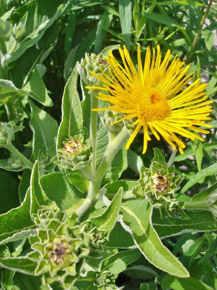 CURARSI CON L'ENULA (Inula helenium) - Blog di pociopocio
