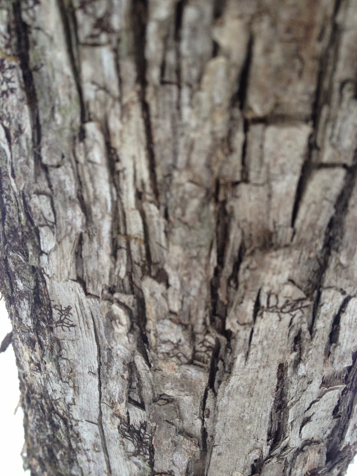 Tracking Jill: Bark