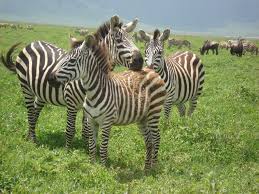 ASILI ASILIA: TOURISM AND CULTURE